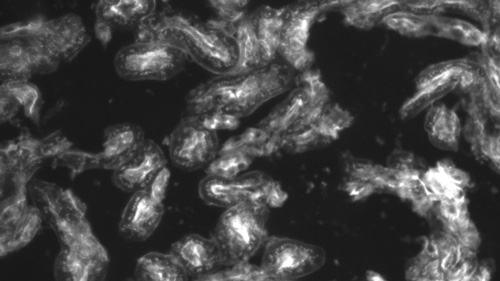 2.1 MP sCMOS Scientific Cameras